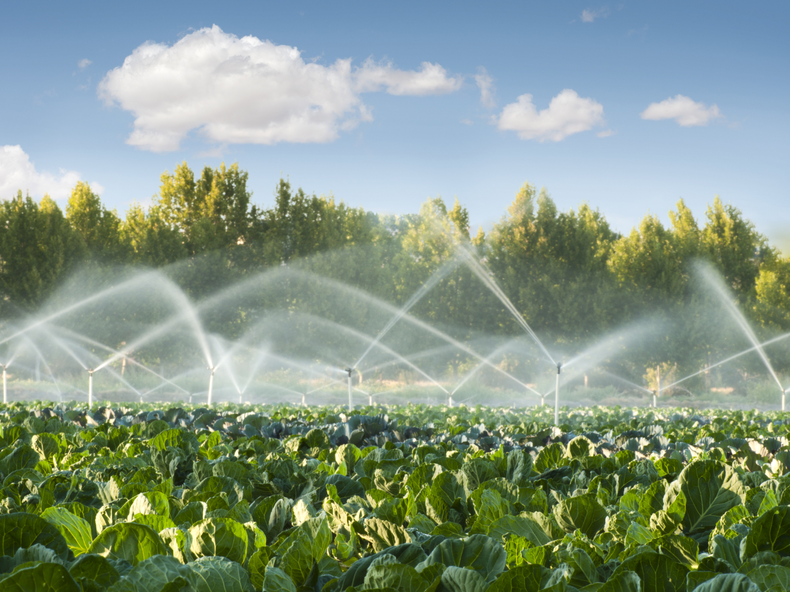How to Maximize Yield with Irrigation Scheduling - Southwest Florida ...