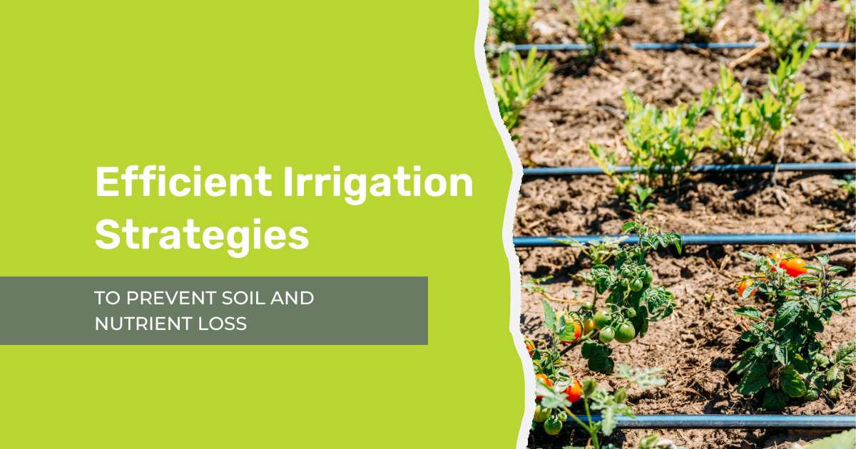 Efficient Irrigation Strategies to Prevent Soil and Nutrient Loss ...